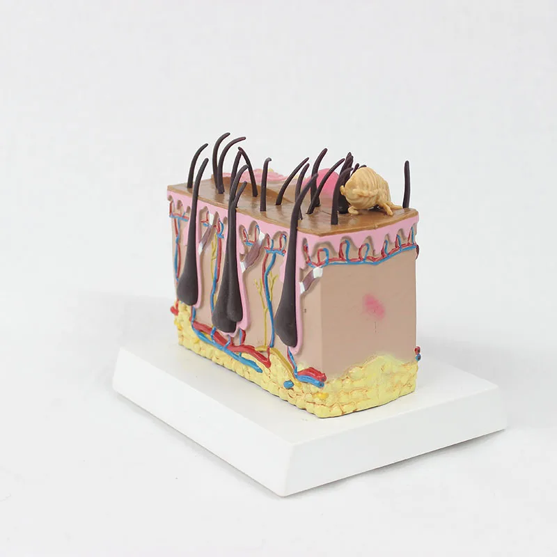 50x Magnification Skin Specimen Human Skin Tissue Structure Anatomical ...