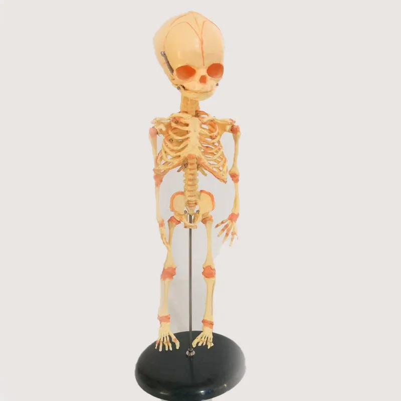 Medical Science Fetal Skeleton Model Human Infant Fetus Newborn Baby ...