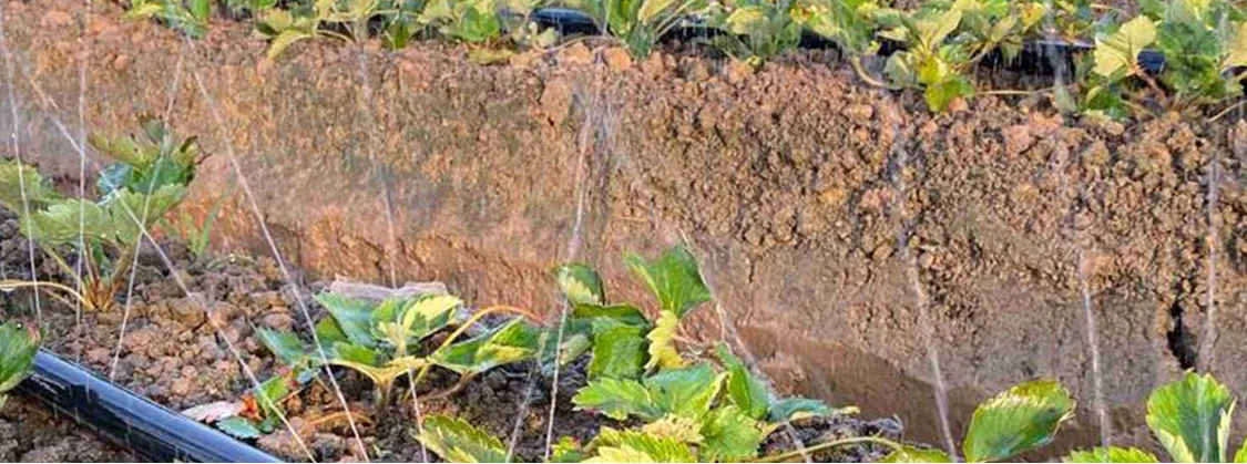 Agricultural Drip Irrigation System - Efficient & Durable