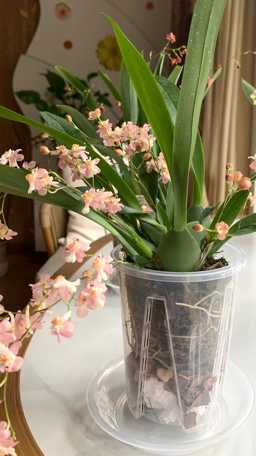 Round Transparent Planter Plante Orchid Pot Plastic Root Control Pot ...