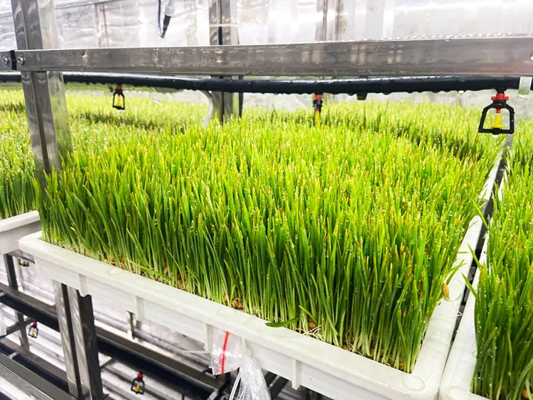 40HQ Hydroponics Barley Fodder Sprouting Container for Farm