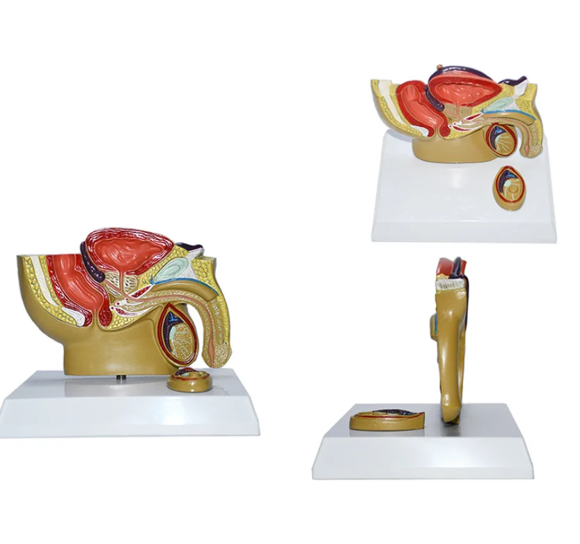 Male Pelvic Anatomical Display Model - Medical Education