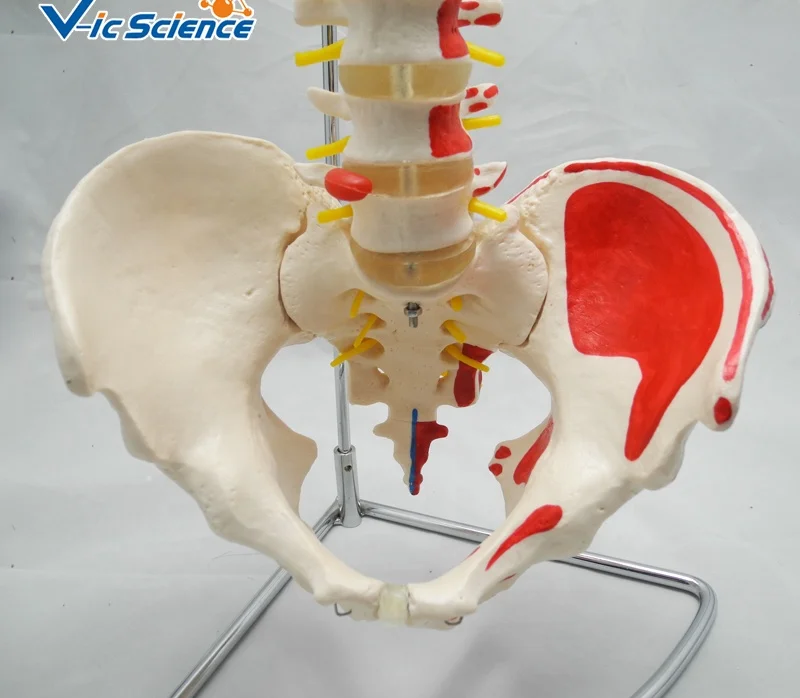 Vertebral Column With Pelvis Human Spine Anatomical Model Plastic Spine ...
