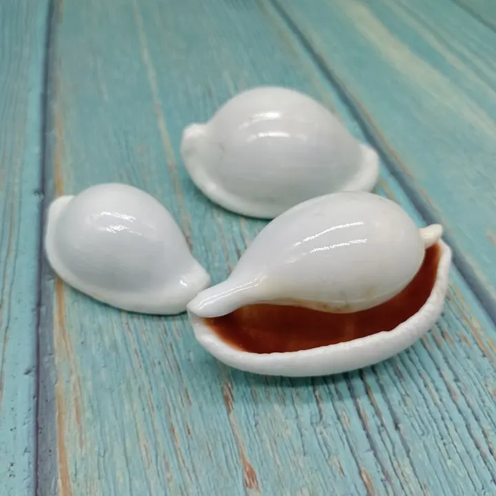 White Rabbit Natural Sea Shells Cowrie for DIY Home Decor