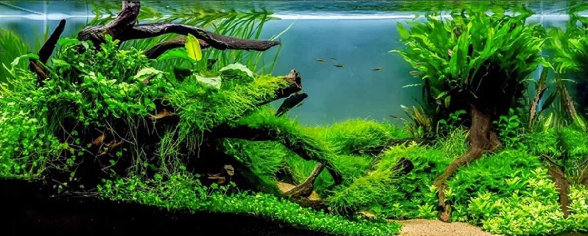 Natural Fish Tank Ornaments - Polished Teak Wood Driftwood