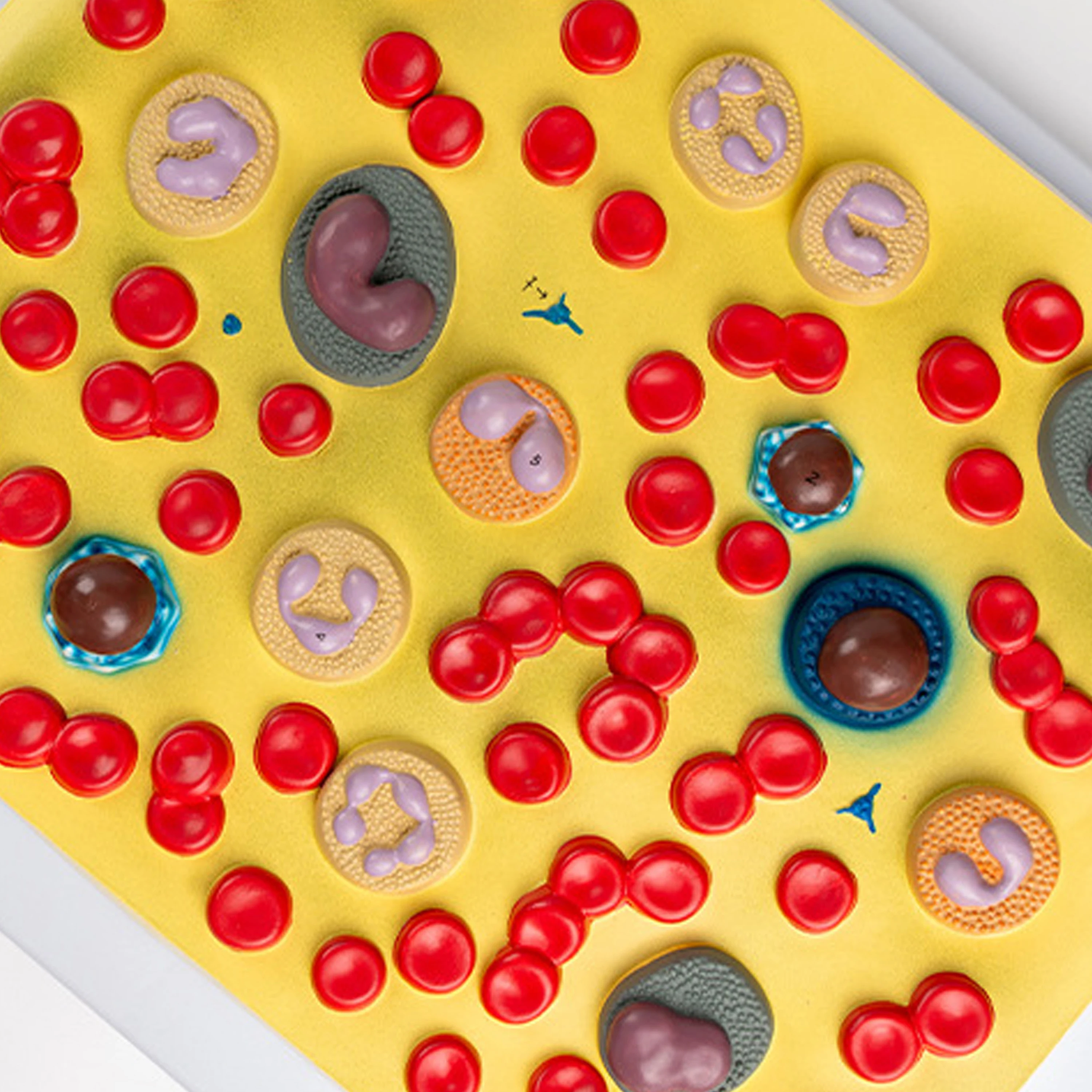 Blood Cell Teaching Model Circulatory System Teaching Model Human Blood ...