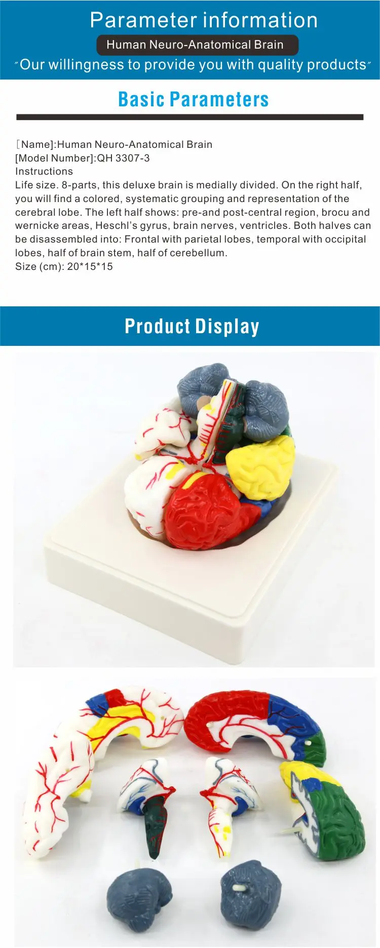 Plastic Anatomical Human Brain Model 3parts for Medical Model| Alibaba.com