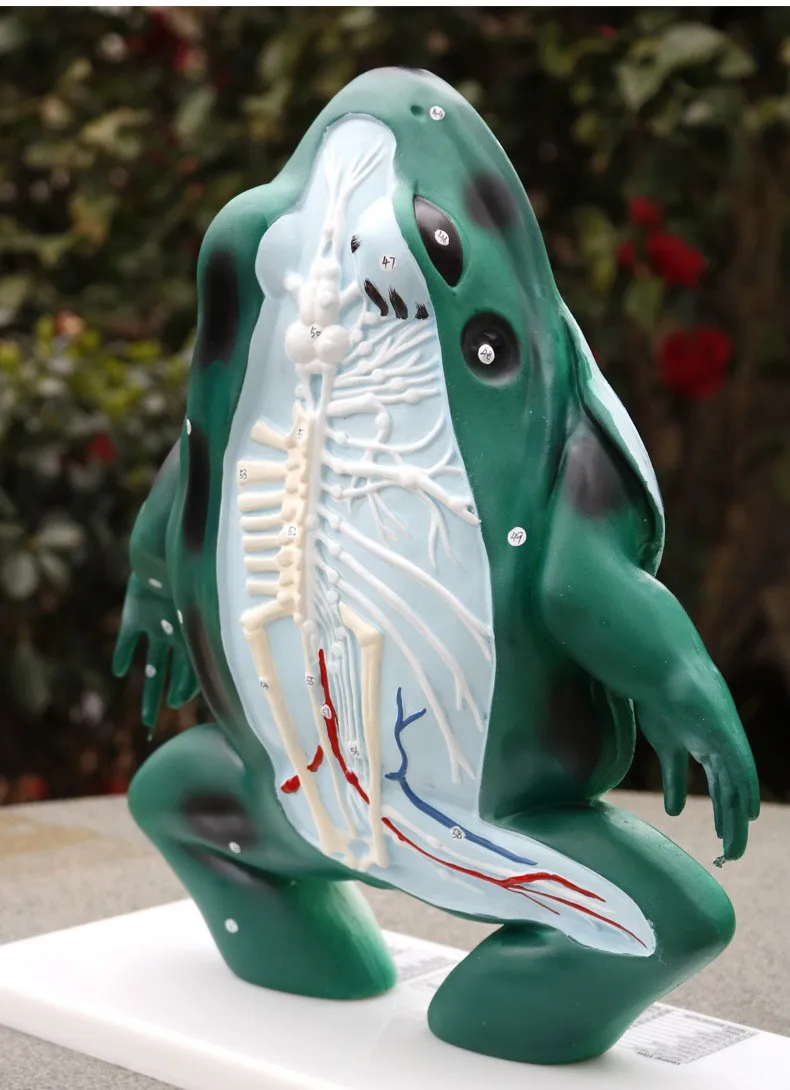 Frog Anatomy Model Large Frog Viscera Marking Embryo Development ...