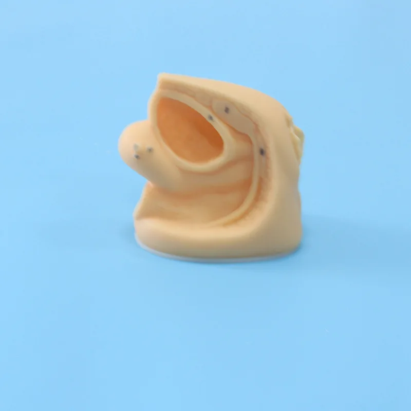 Kyrenmed Female Genital Organs & Urethral Catheterization Model