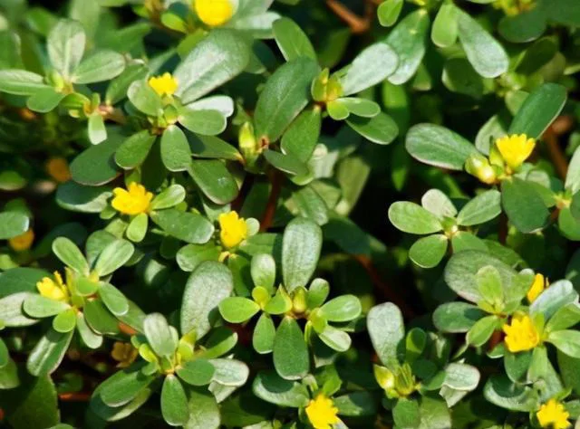Iso Factory Supply Purslane /portulaca Oleracea/bacopa Monnieri Extract ...