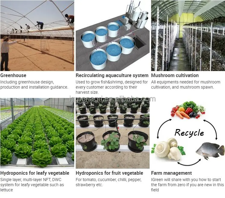 Indoor Ras Shrimp Farming Equipment - IGREEN IGRAS System