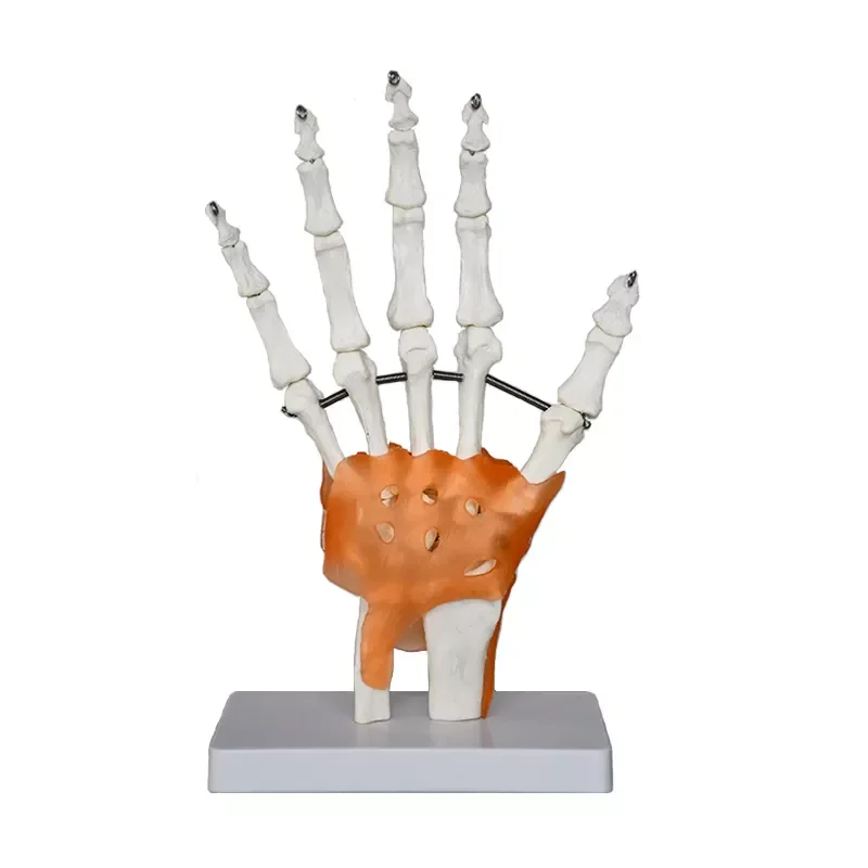 Anatomical Model of Human Hand Joints and Ligaments