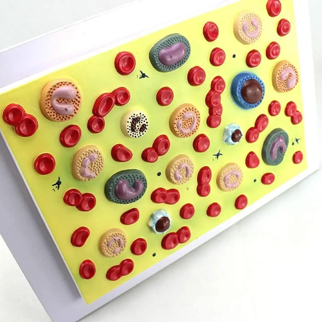 Human Medical Science Blood Cell Model Anatomical Display for Research ...