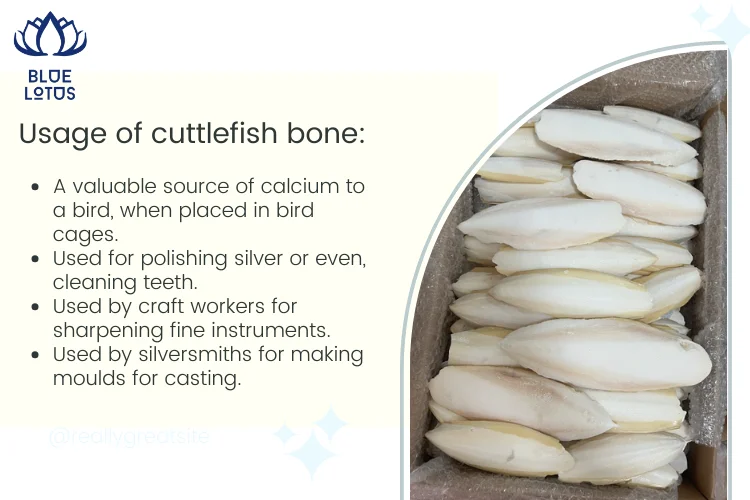 Premium Dry Cuttlefish Bone Cuttlebone 100% For Competitive Price ...