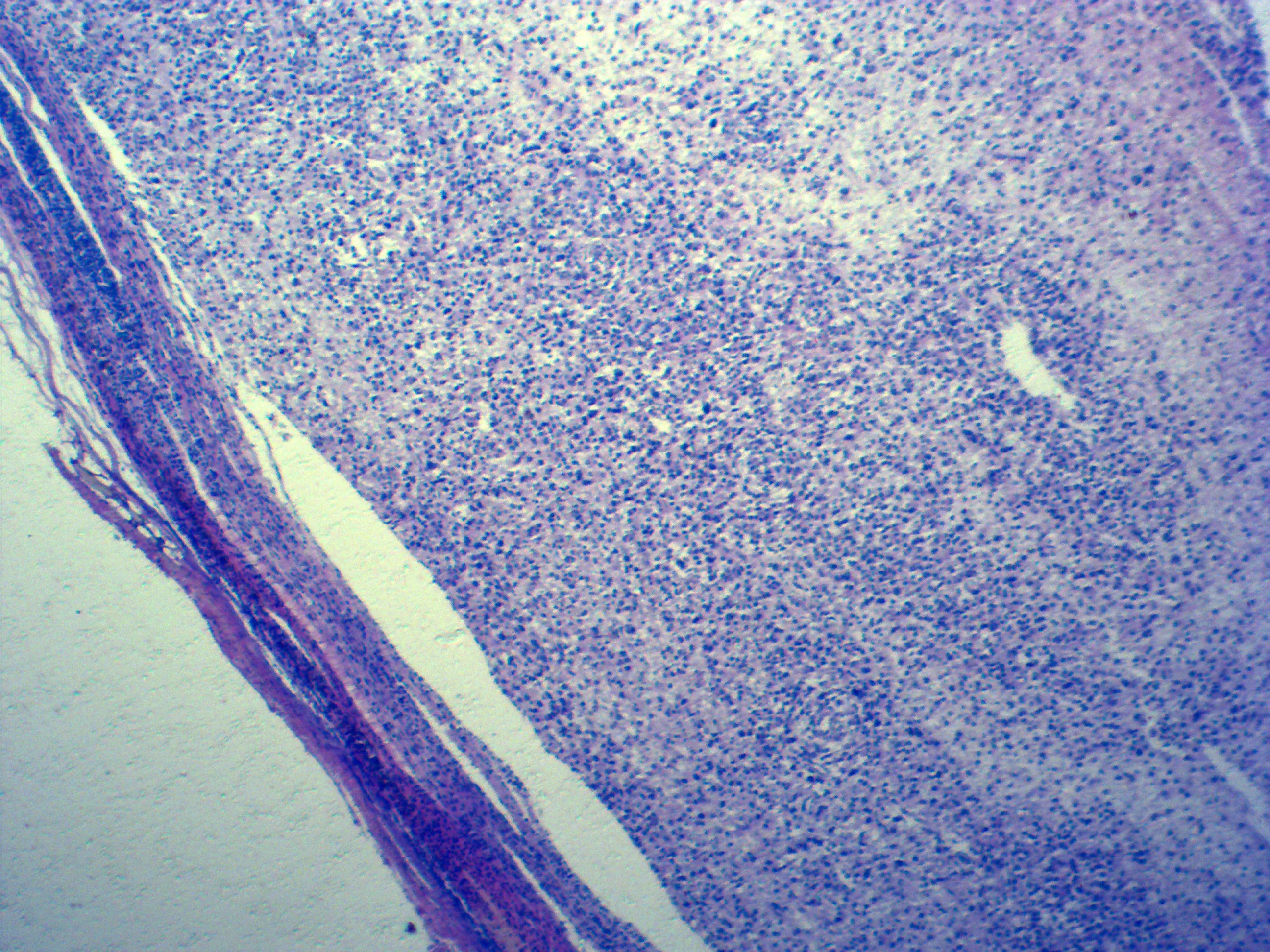 Biological Slide Pure Manual Manufacturing Laboratory Training Human ...