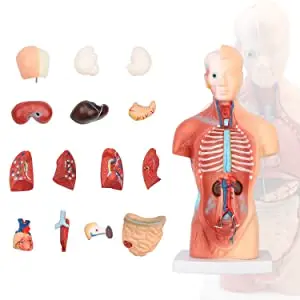 Human Body Model - 15 Parts Removable Anatomy Teaching Tool