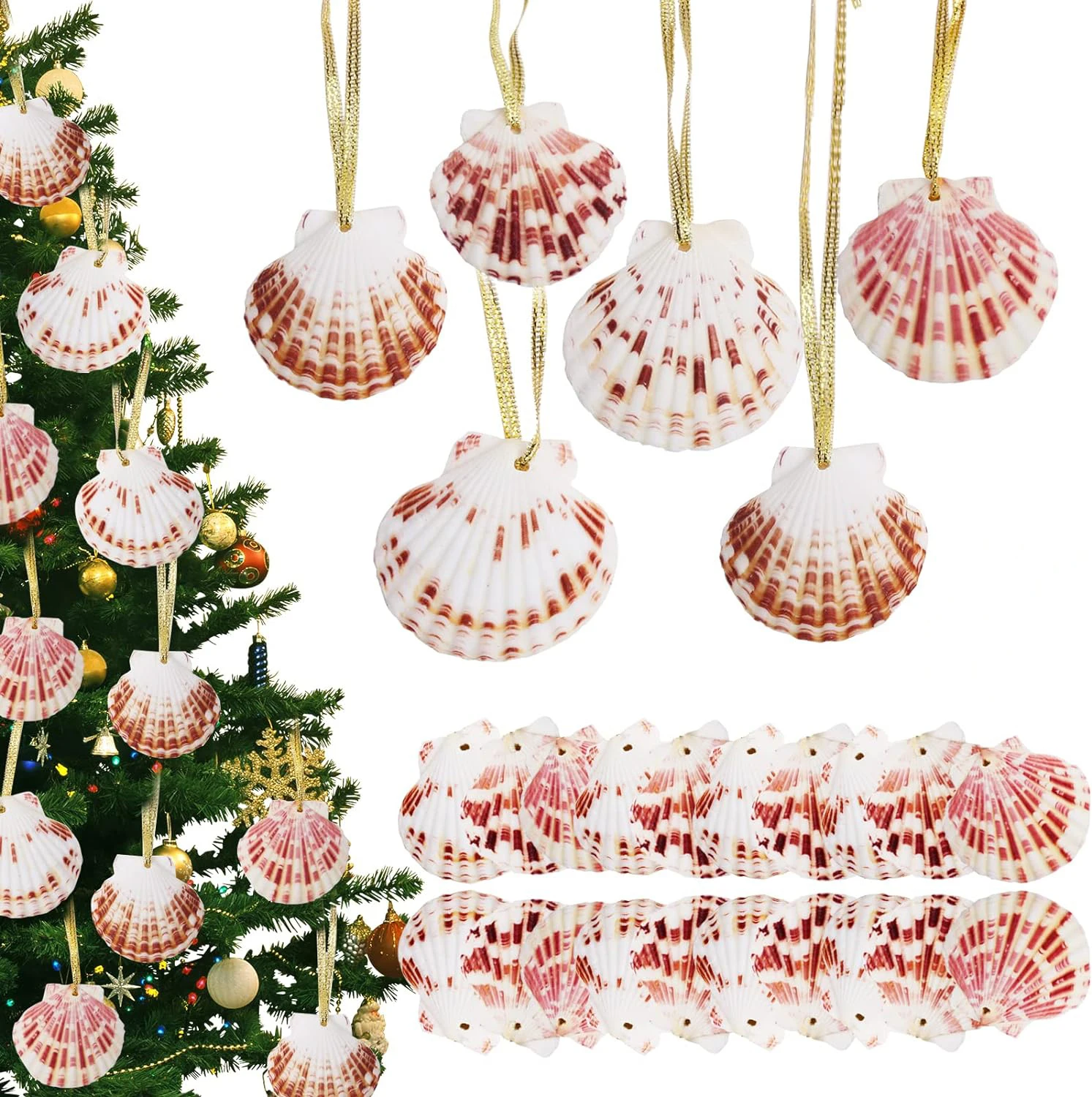 White Natural 2"-2.5" Scallop Shells With Hole Diy Craft Painting Party ...