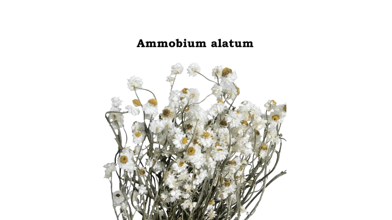 White Daisy Winged Everlasting Plants Dried Ammobium Alatum Flower Home ...