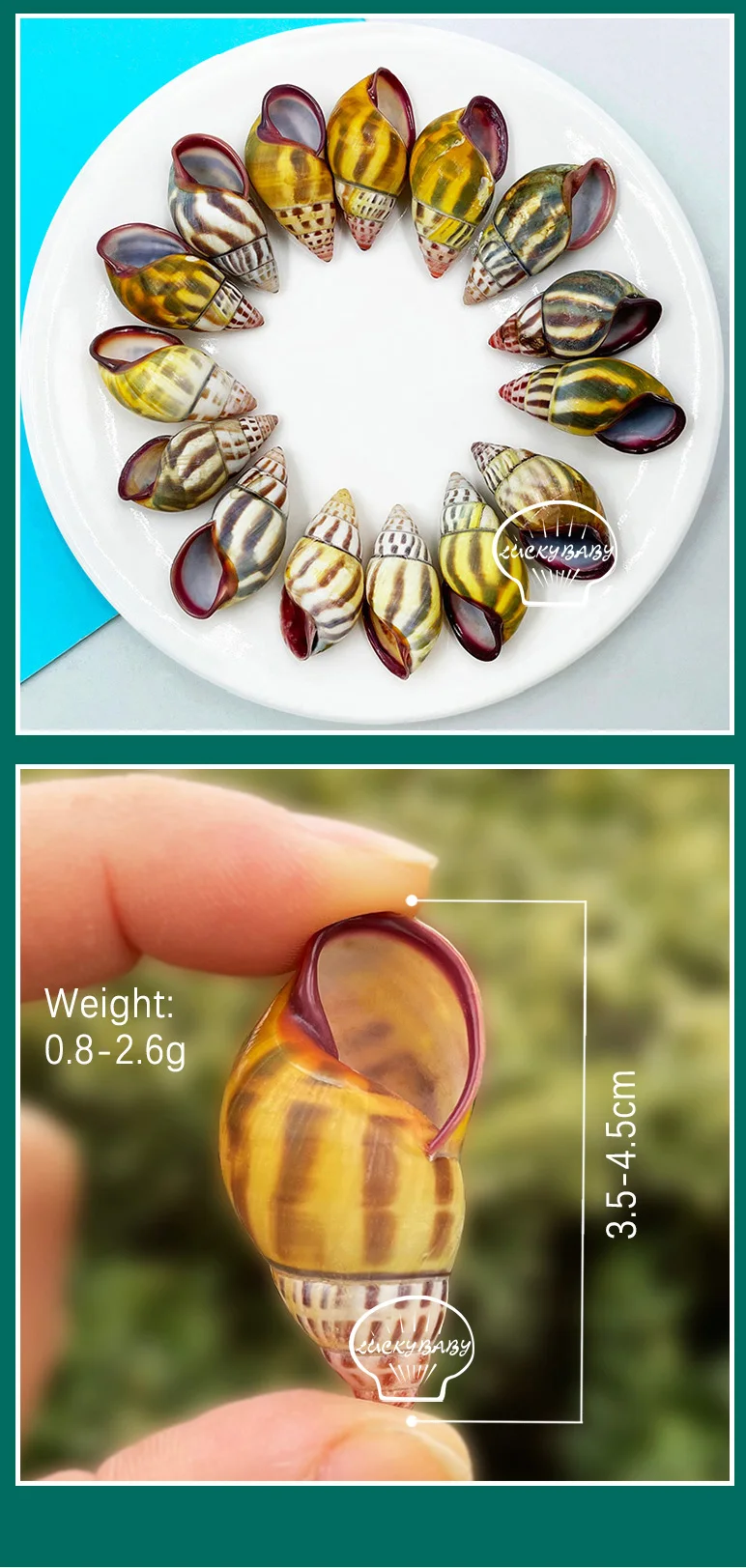 Phutto Amphibious Snail Natural Conch Spiral Snail Hermit Crab ...