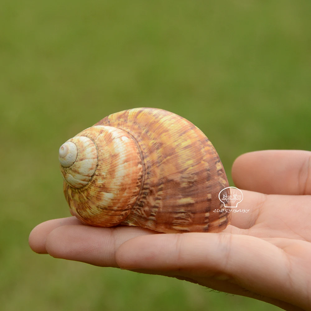 Natural Seashell Hermit Crabs Conch Shell Decoration Crafts Micro ...