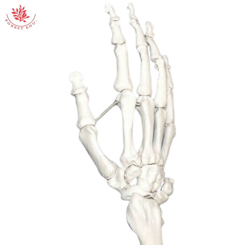 Human Arm Skeleton Model Anatomical Upper Limb Bone Real Life Size ...