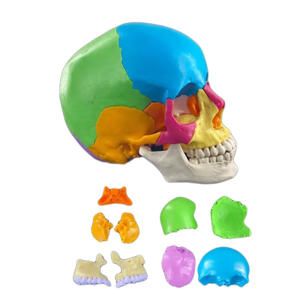 22 Part Skull Model Colored Bones Anatomical Teaching Medical Model ...