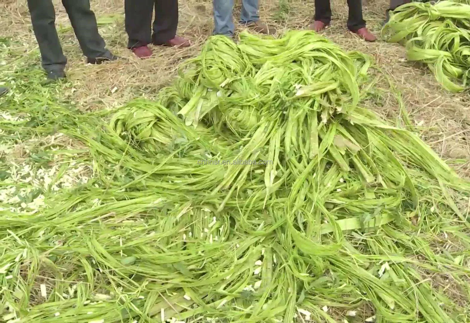 Jute Fiber Extractin Hemp Extraction Machine Hemp Fiber Processing ...