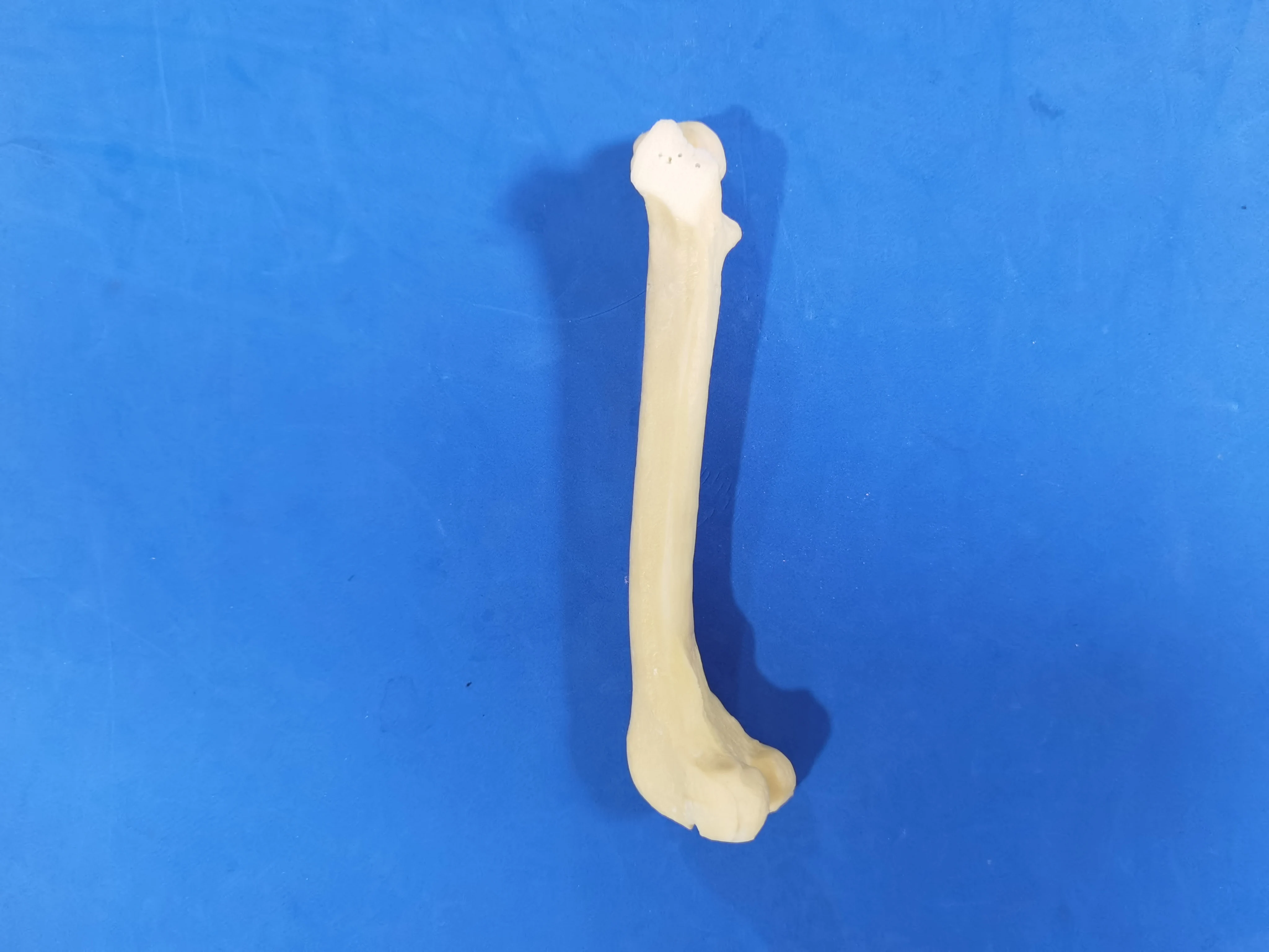 Veterinary Dissection Animal Canine Skeleton Plastic Model Dog Lumbar ...