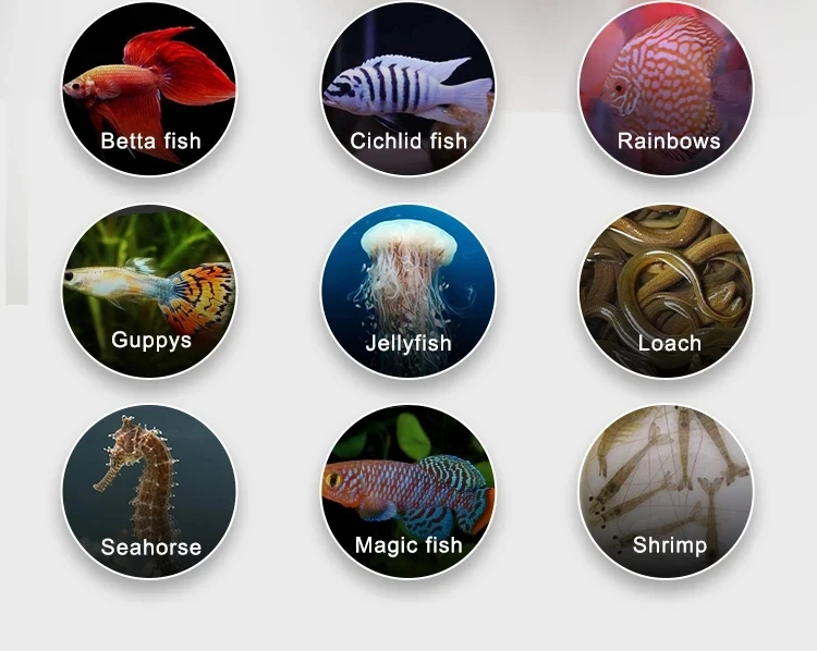 DIY Fish Tank Brine Shrimp Incubator Aquarium Artemia Alive Hatchery ...