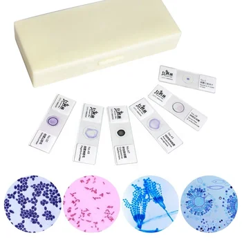 Frt2003 Bacterial Slide Microscope High Clarity 50 Kinds Kit Fungi And ...