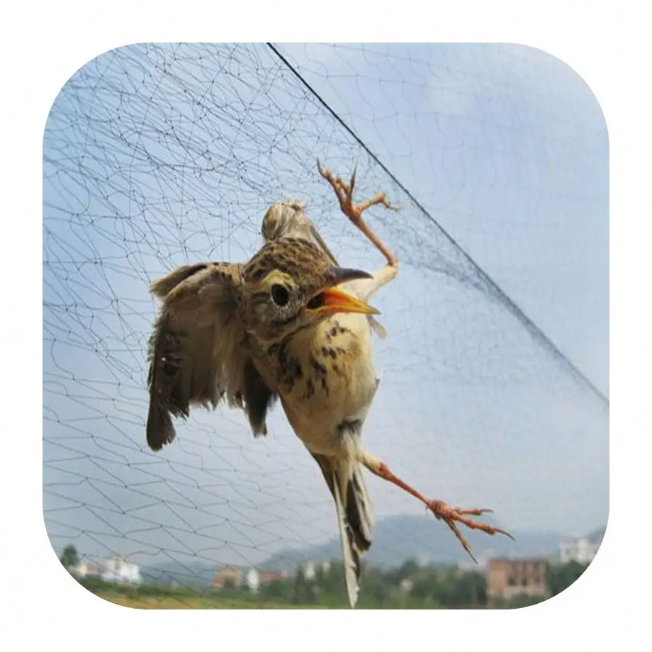 20M X 6M Nylon Mist Bird Netting Use For Agriculture Export To Italy ...