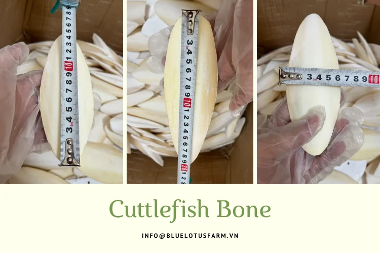 Top Quality Dry Cuttlefish Bone Beak Bird Calcium 100%cuttlefish Bone ...