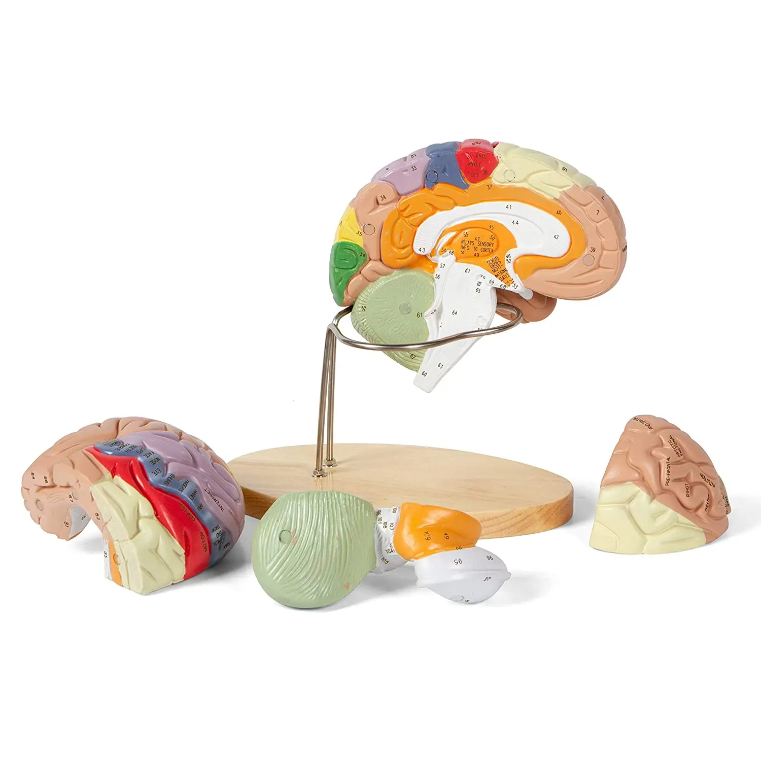 Human Brain Model Anatomy 2x Life Size Human Brain Anatomical Model For ...