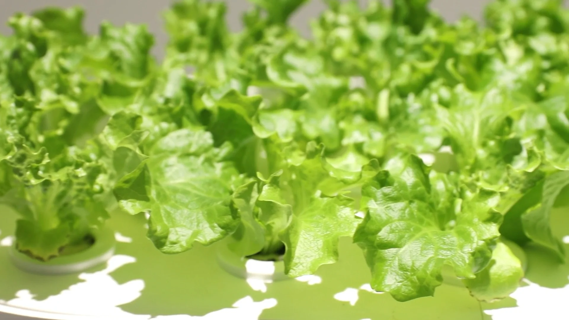 Soilless Cultivation Hydroponic Planting Tower Greenhouse Hydroponic ...