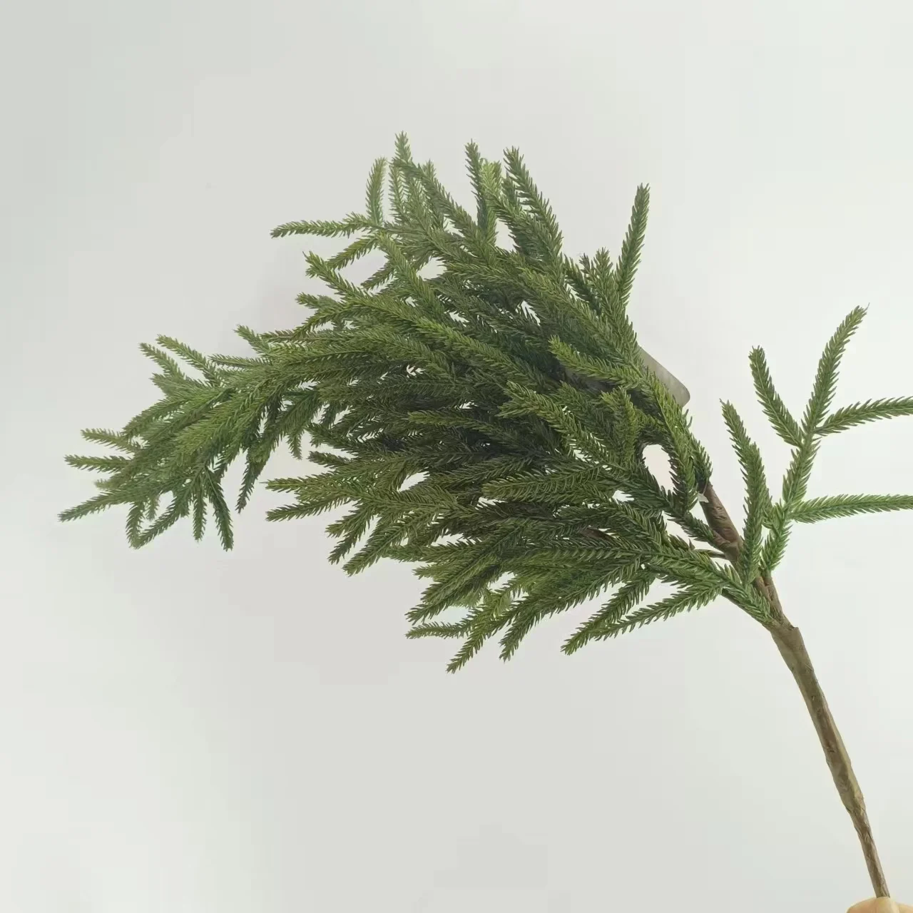 Wholesale Norfolk Pine Stems - Customizable Decor Solutions