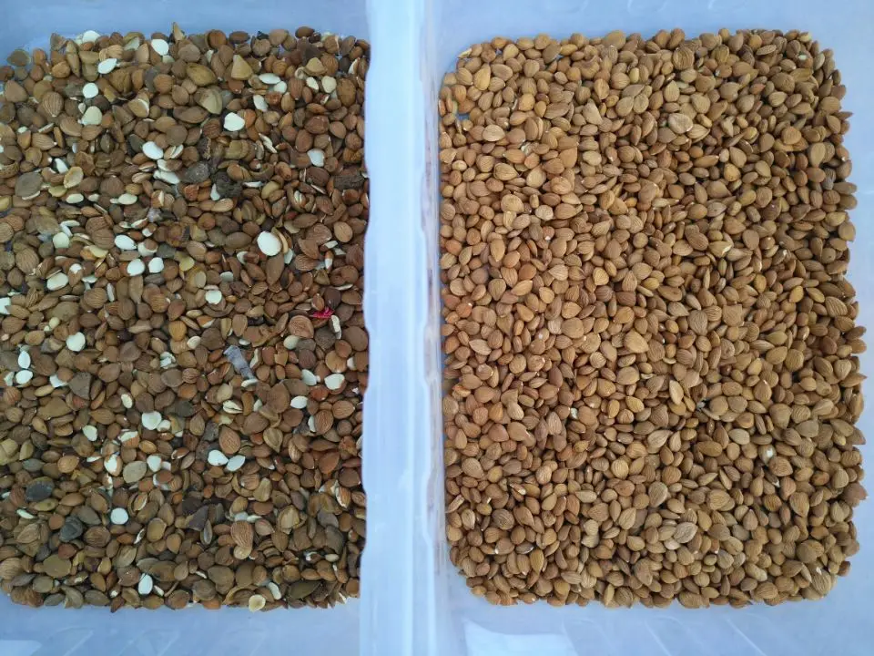 5 Chutes Coffee Bean Soybean Kidney Bean Color Sorter Machine Hot Sell ...