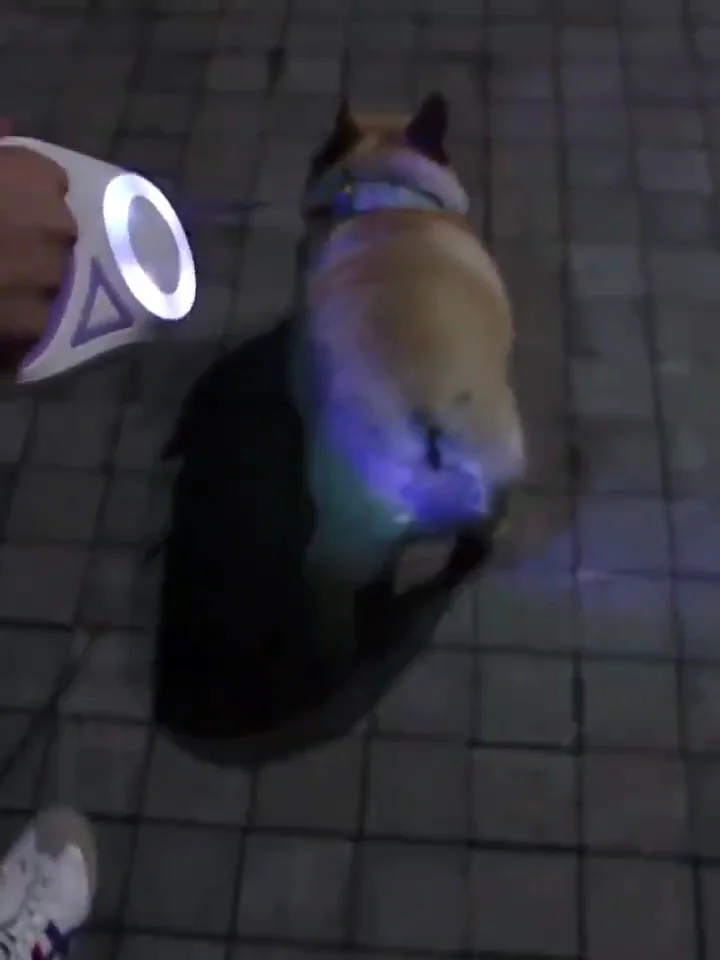 Streamer Led Lights Dog Leash Automatic Extending Nylon Leash Leads ...