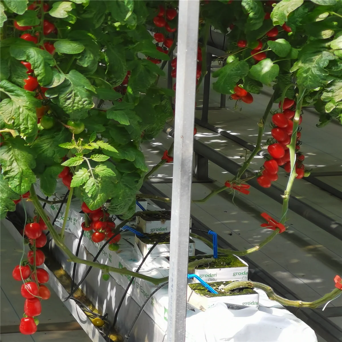 Large Nft Pvc Pipe Hydroponic Tower Garden Hydroponic System With Water ...