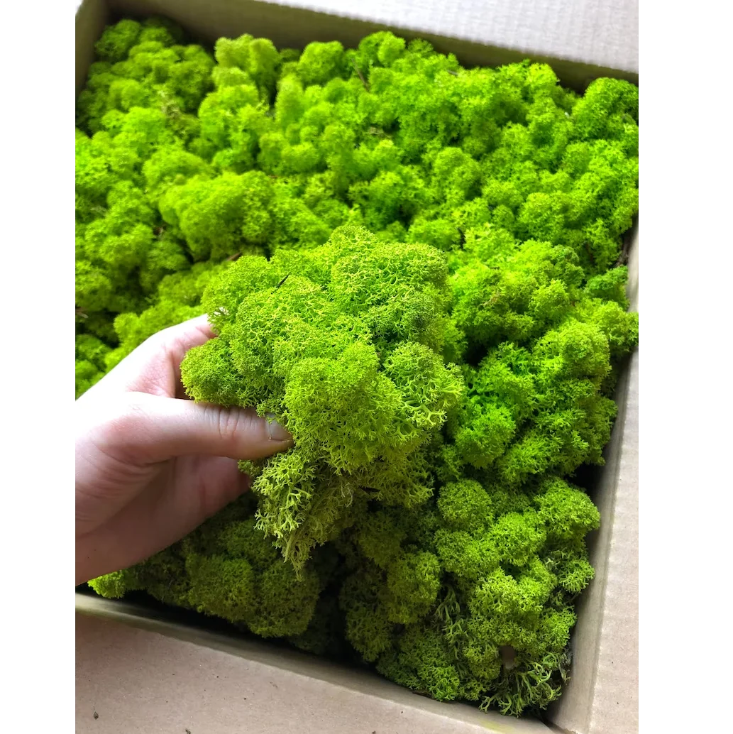 Wholesale Preserved Moss - Perfect for DIY Decor Projects