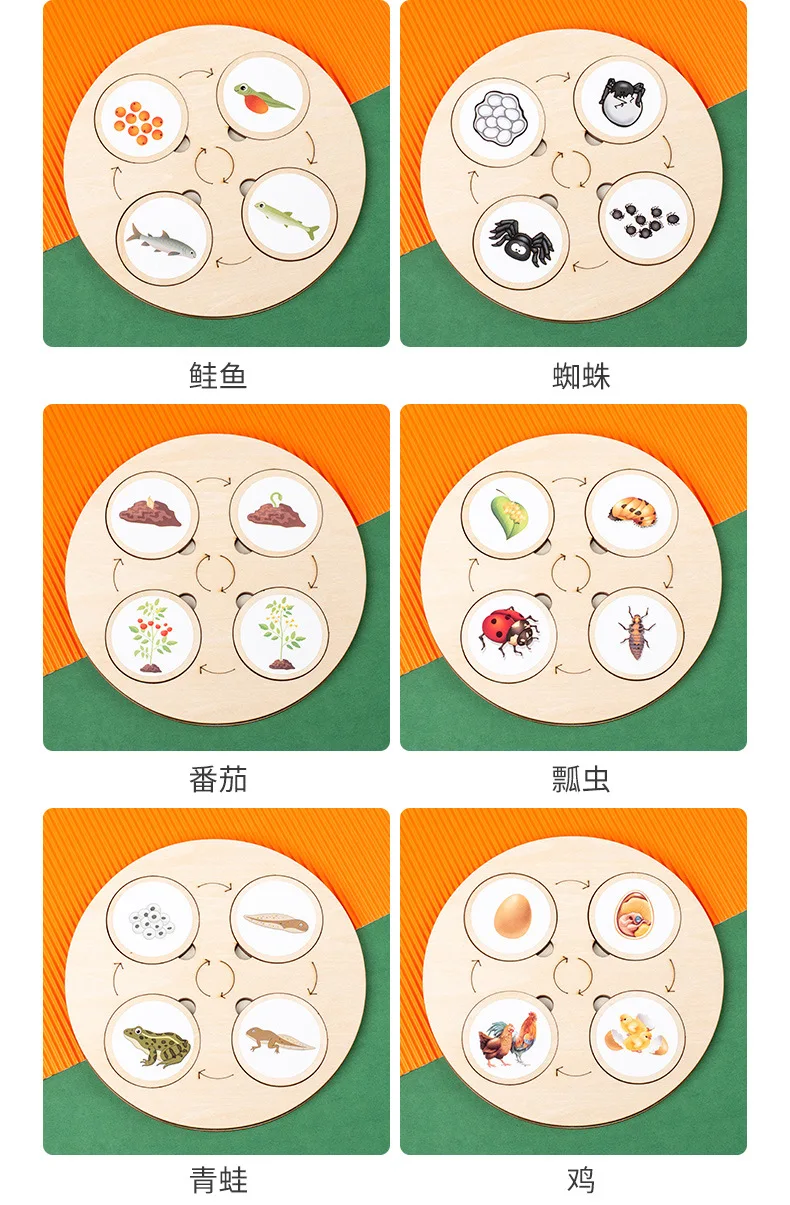 Kids Montessori Educational Wooden Toy Biological Evolution Life Circle ...