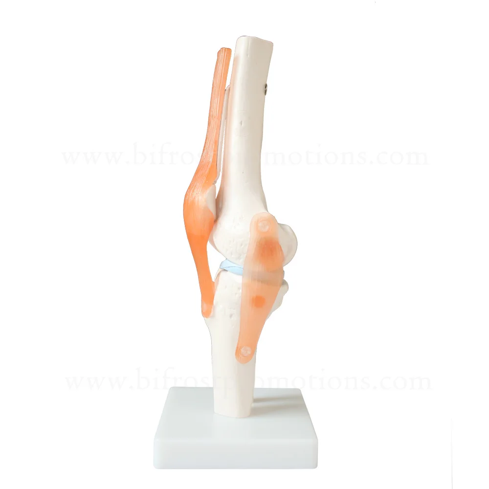 Human Life Size Skeleton Anatomical Joint Knee Model| Alibaba.com