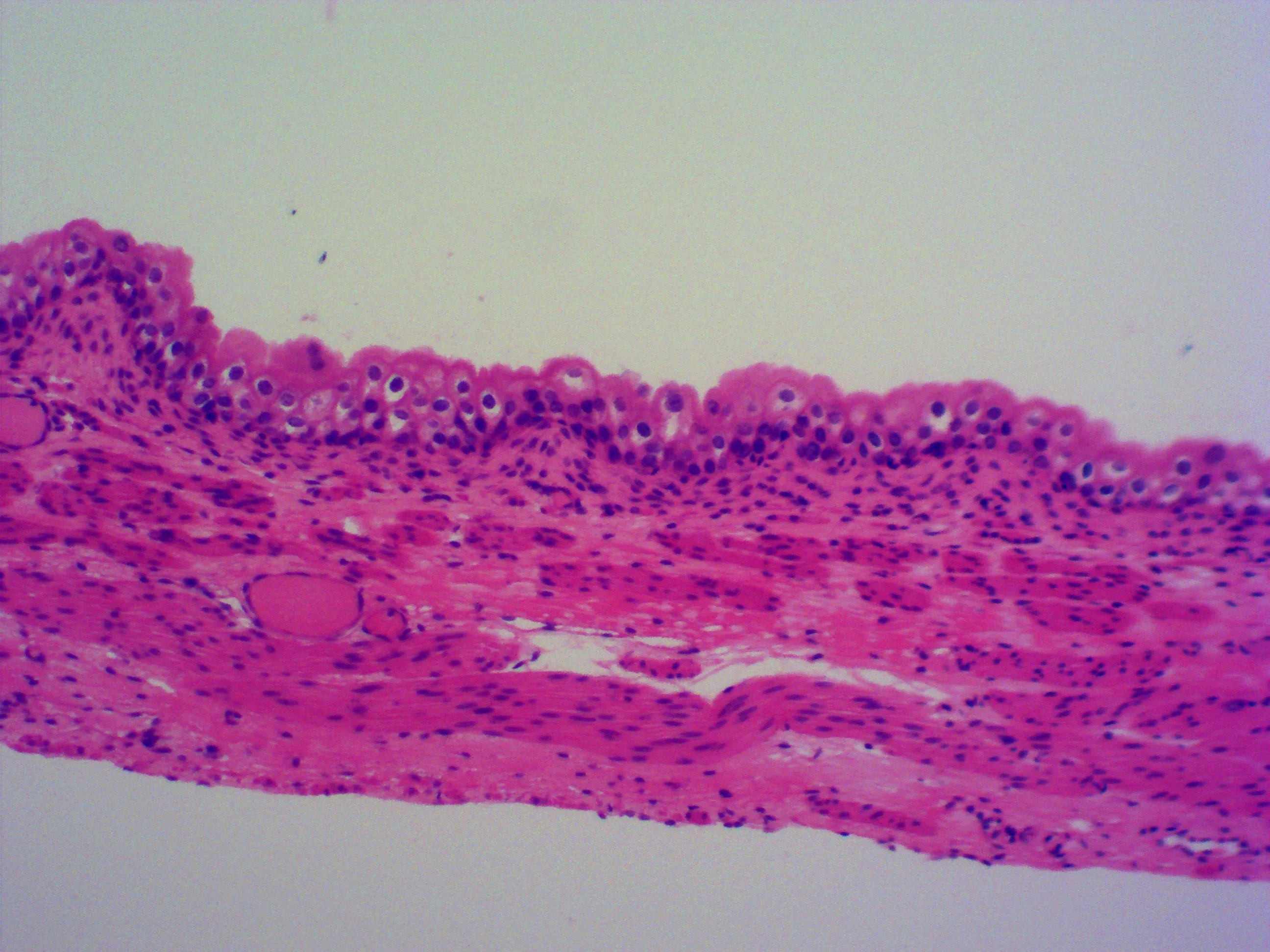 Medical Science College Of Human Histology Slide Microscope Equipment ...