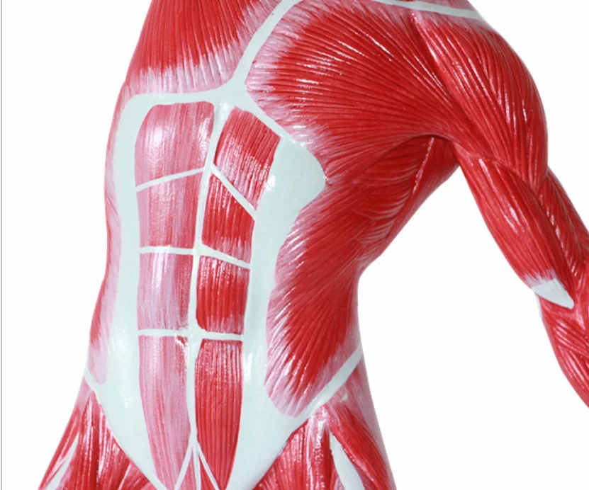 Medical Educational Anatomy Model Human Muscle Model With Muscles Whole ...