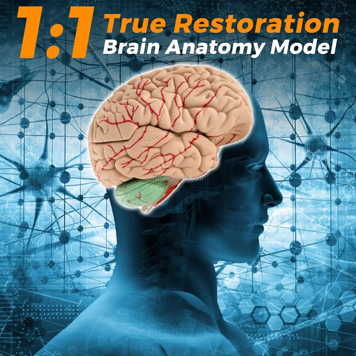 8-part PVC Life Size Human Brain Anatomy Model for Classroom