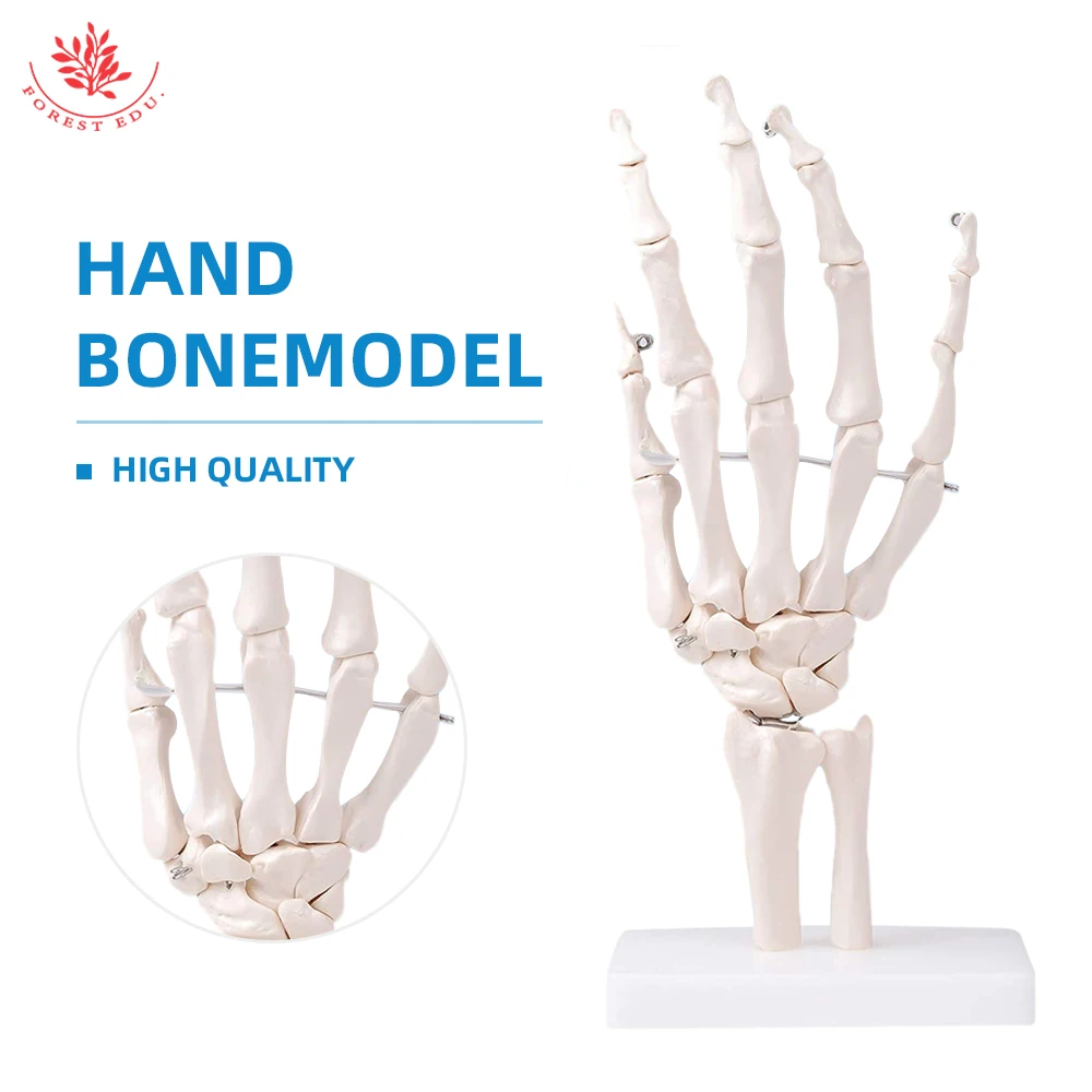 Human Hand Skeleton Model - High Quality Medical Supply