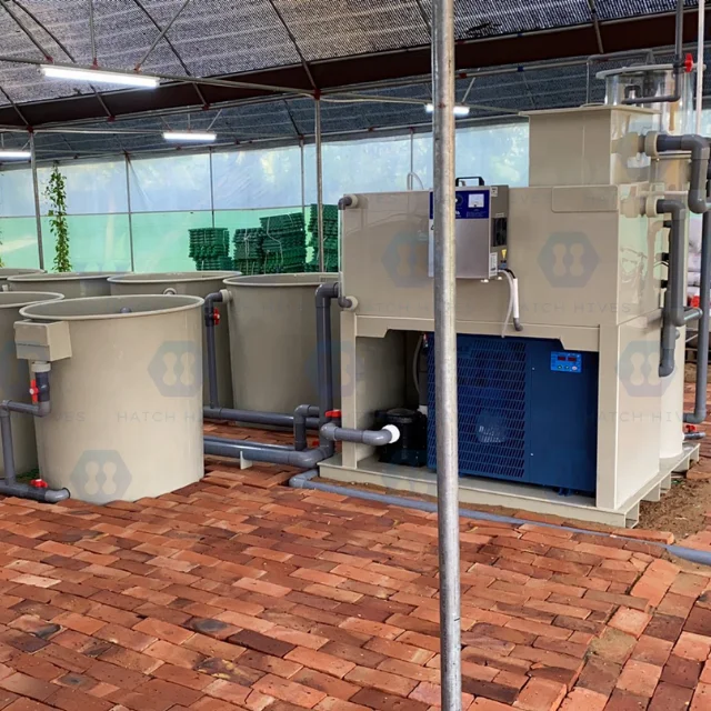 Indoor Tilapia Ras Fish Farming System With High Quality Equipment And ...