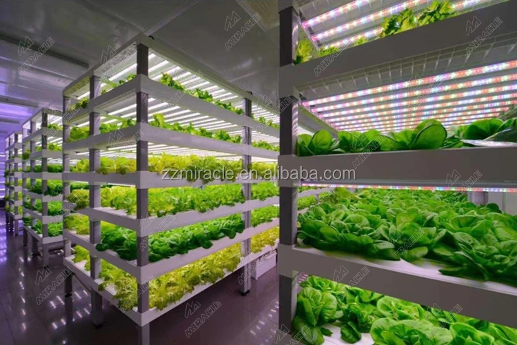 Fresh Vegetable Growing Machine Small Hydroponic System for Planting ...