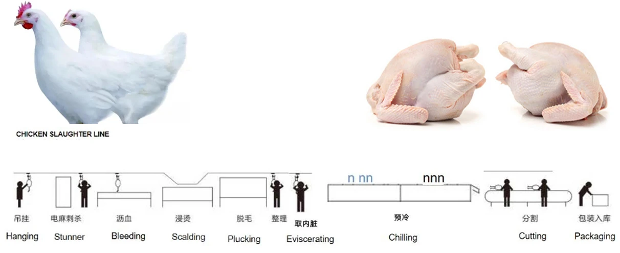 Duck Goose Slaughtering Production Line Slaughter And Cutting 500 Bph ...