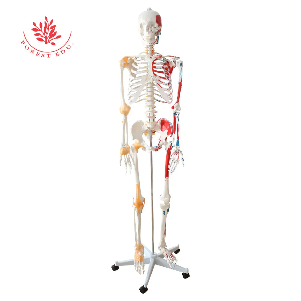 Medical Research TeachingPVC Material Simulation Human Skeleton ...