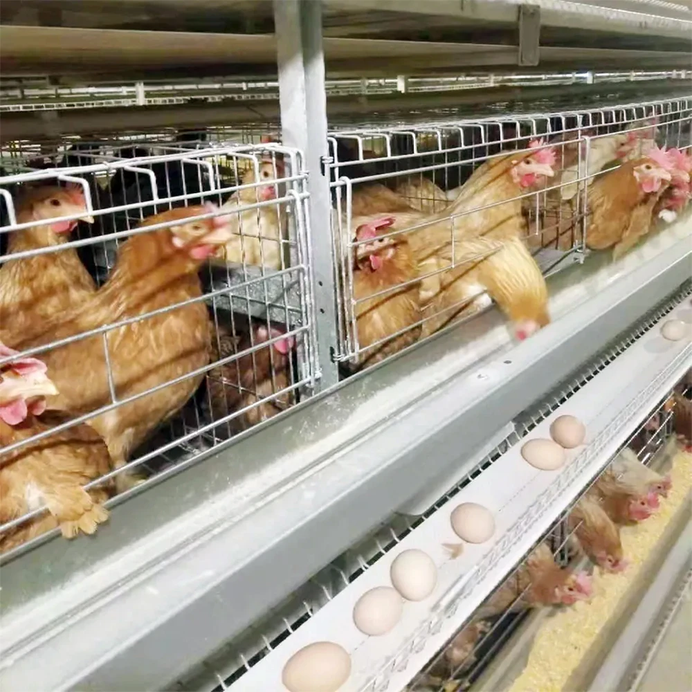 Industrial Poultry Project A Type Battery Layer Chicken Cages Automatic ...